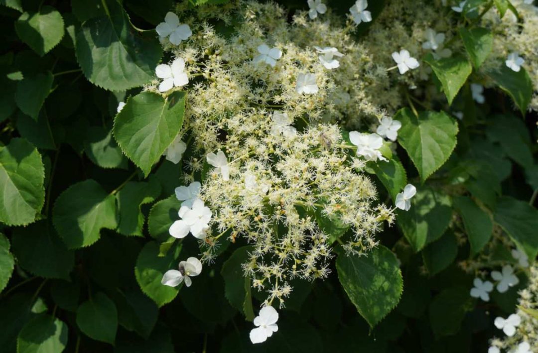 When to Prune Hydrangeas (by Type) For the Best Flowers
