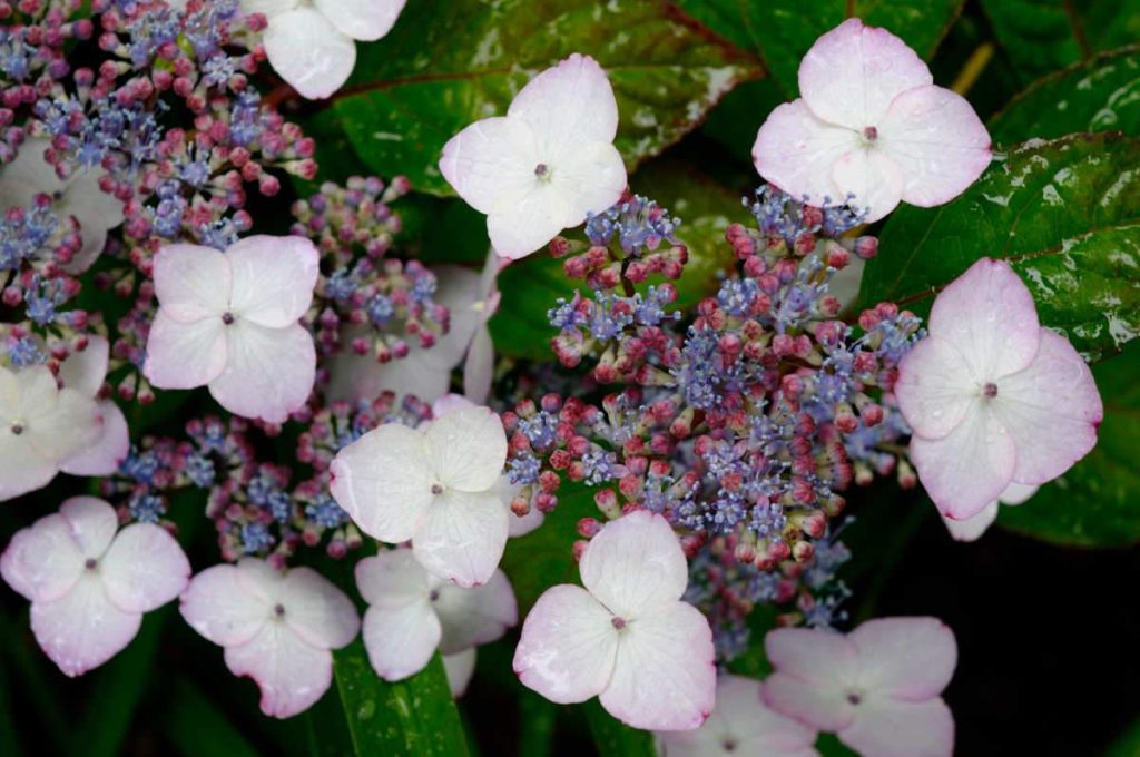 When to Prune Hydrangeas (by Type) For the Best Flowers