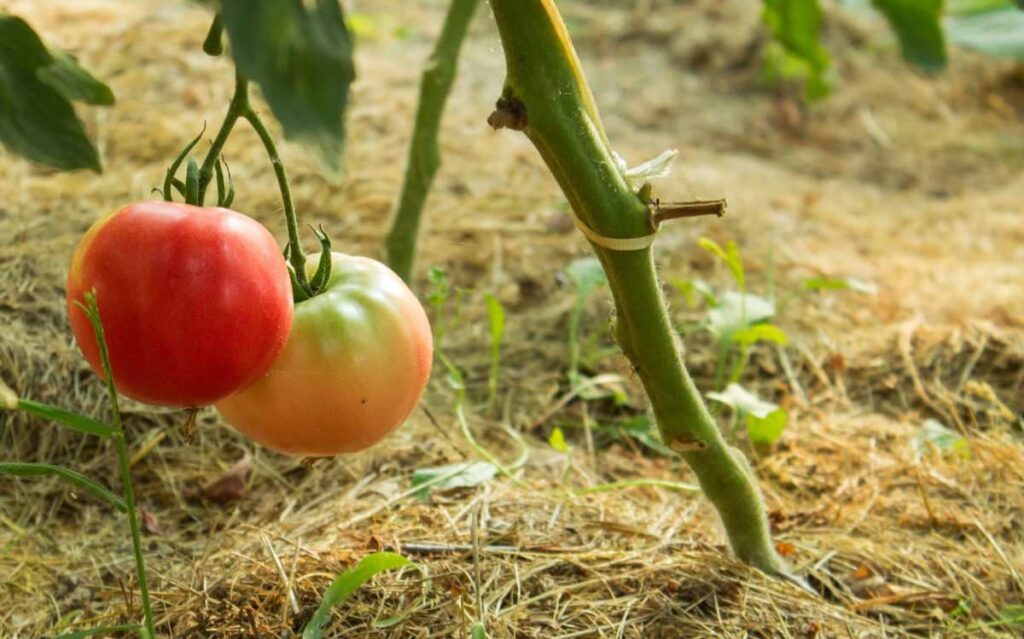 Tomato Sunscald How To Prevent Sunscald On Tomatoes tomato-sunscald-how-to-prevent-sunscald-on-tomatoes