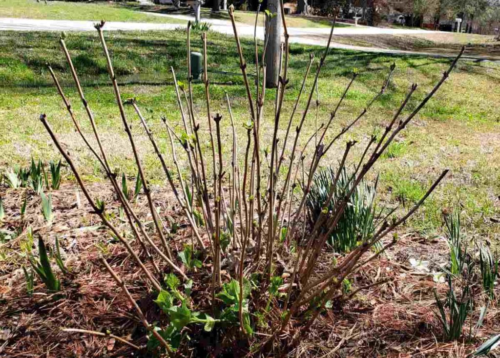 When to Prune Hydrangeas (by Type) For the Best Flowers