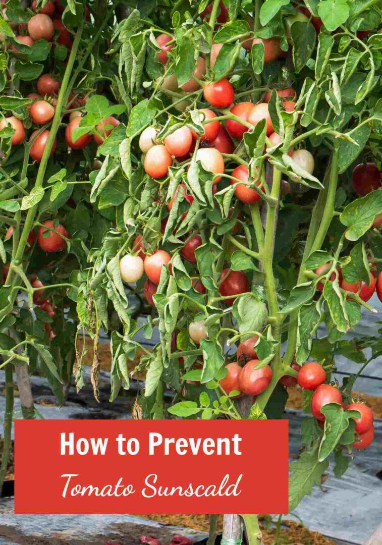 Tomato Sunscald - How to Prevent Sunscald on Tomatoes