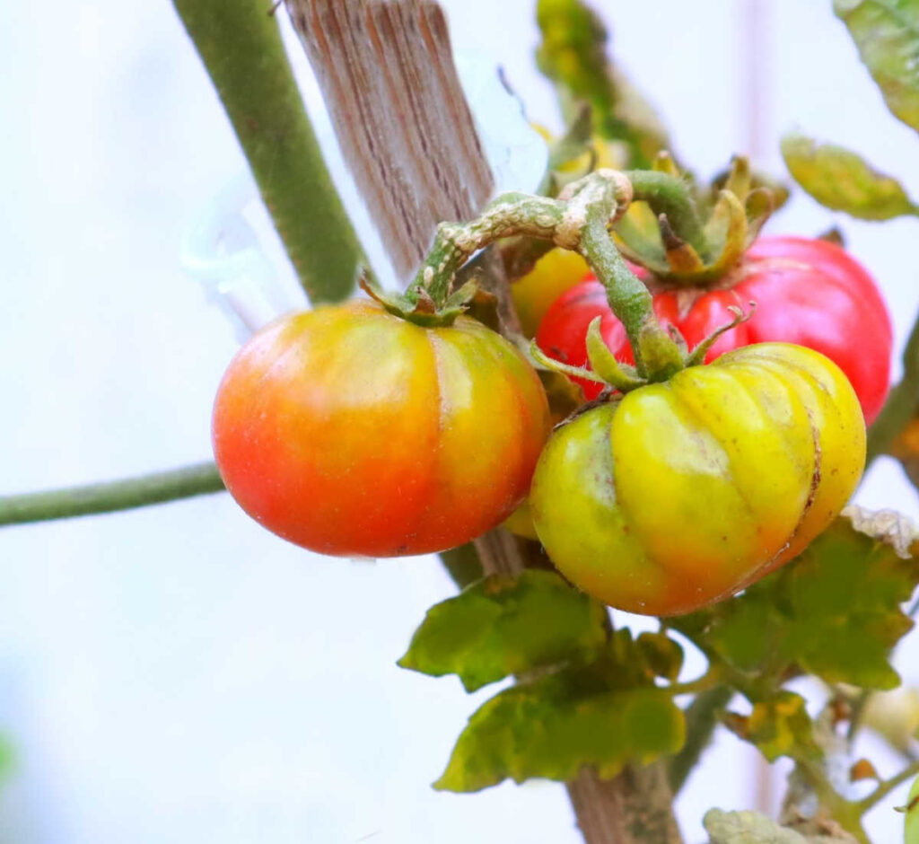 Tomato Sunscald - How to Prevent Sunscald on Tomatoes
