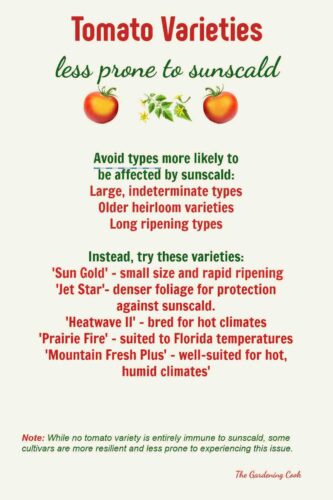 Tomato Sunscald - How to Prevent Sunscald on Tomatoes