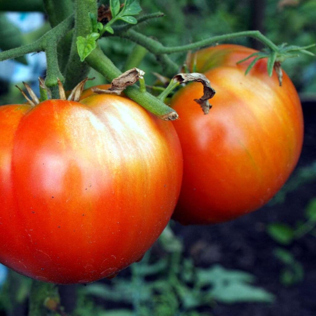 Tomato Blossom Drop - Why Does My Tomato Plant Drop Flowers?