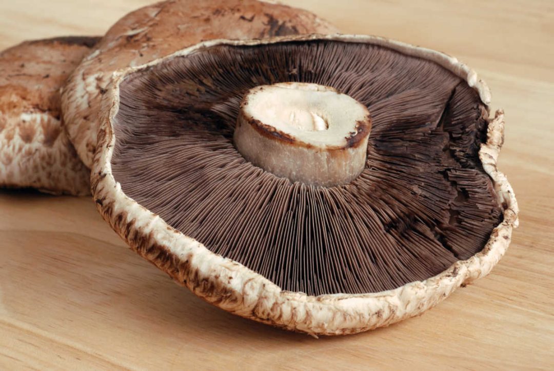 What are Portobello Mushrooms? Facts, Benefits, and Recipe Uses