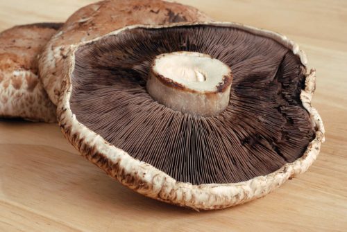 What are Portobello Mushrooms? Facts, Benefits, and Recipe Uses