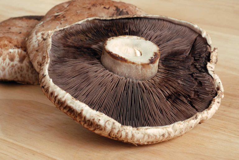 What are Portobello Mushrooms? Facts, Benefits, and Recipe Uses