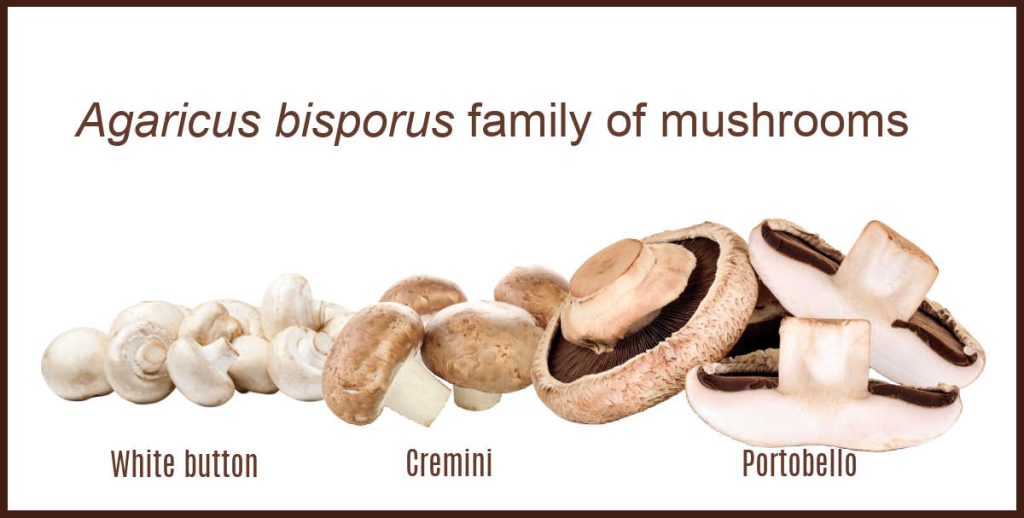 What are Portobello Mushrooms? Facts, Benefits, and Recipe Uses