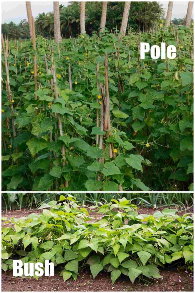Pole Beans vs Bush Beans - Do You Know the Difference?