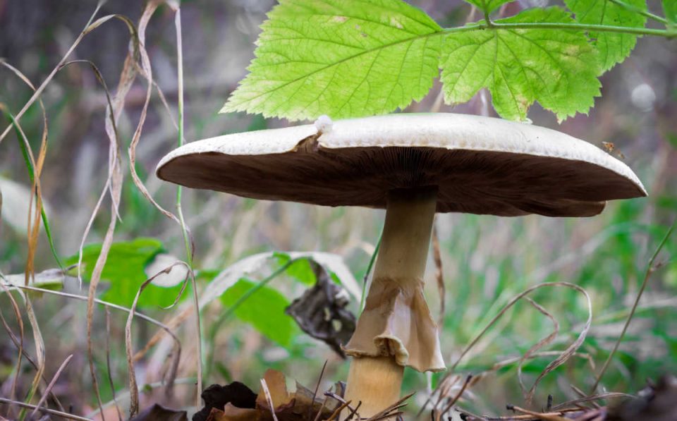 What are Portobello Mushrooms? Facts, Benefits, and Recipe Uses