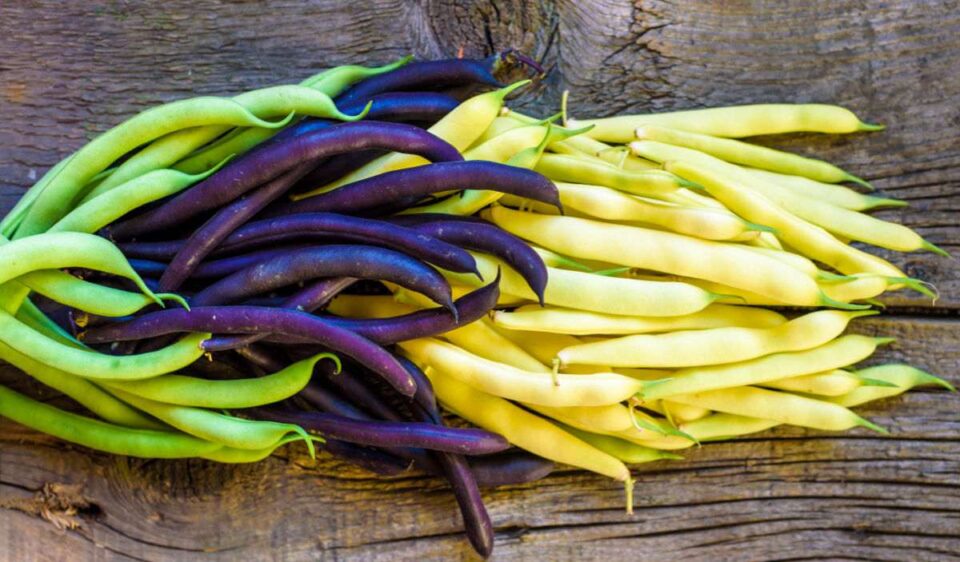 Growing Green beans - Planting and Care Guide for Snap Beans