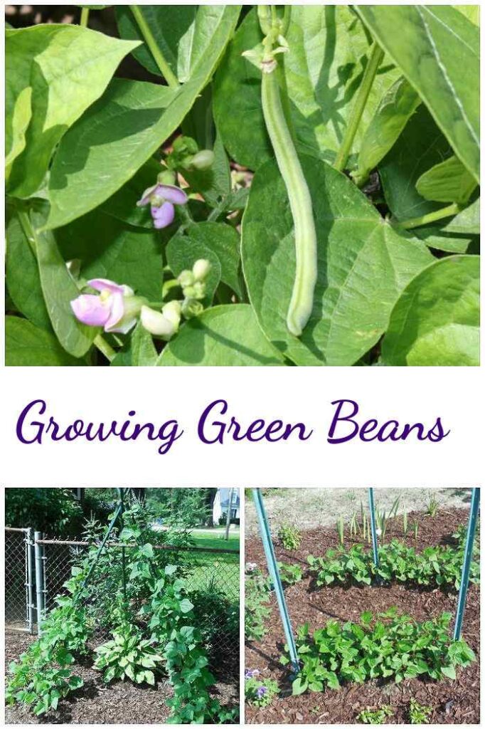 Growing Green beans - Planting and Care Guide for Snap Beans