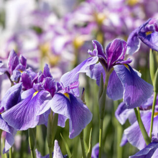 How to Grow Irises - Guide to Planting, Care and Pruning Iris