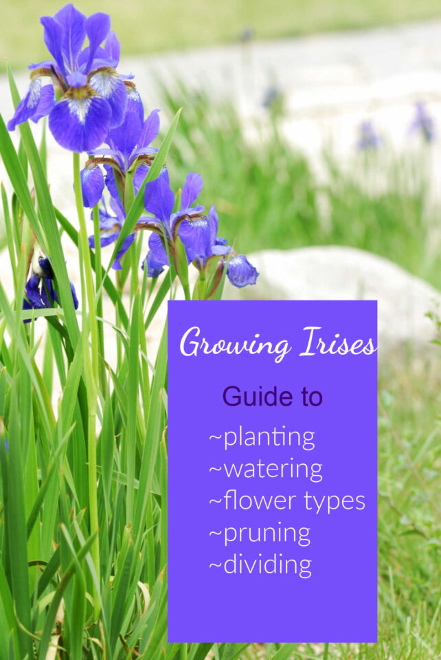 How to Grow Irises - Guide to Planting, Care and Pruning Iris