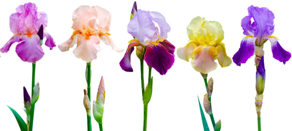 How to Grow Irises - Guide to Planting, Care and Pruning Iris