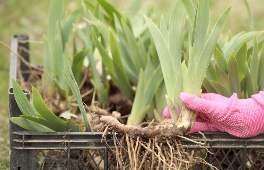How to Grow Irises - Guide to Planting, Care and Pruning Iris