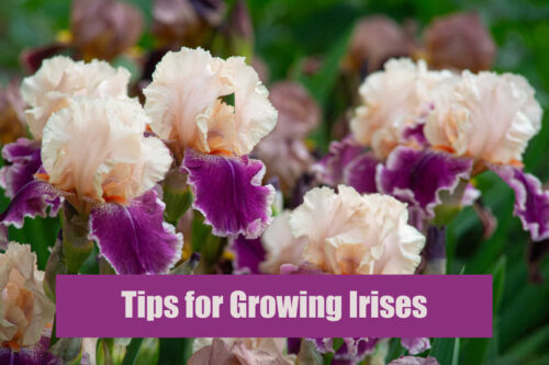 How to Grow Irises - Guide to Planting, Care and Pruning Iris