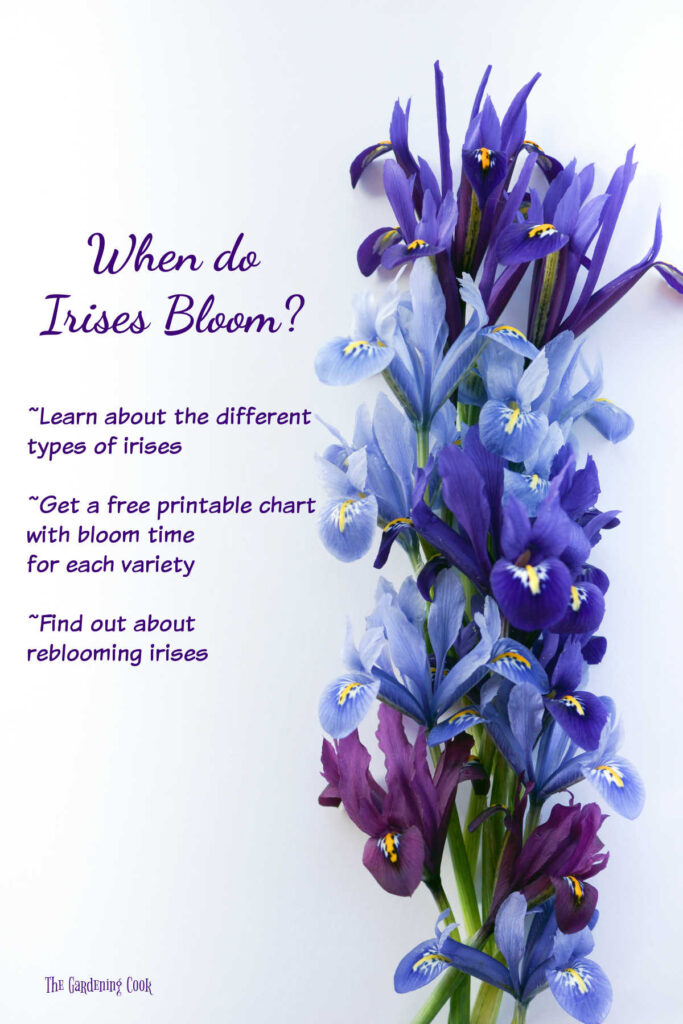 When do Irises Bloom - Blooming Season - Reblooming Information