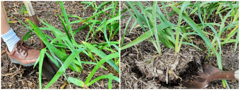 Guide to Transplanting Iris - Learn When to Divide Irises