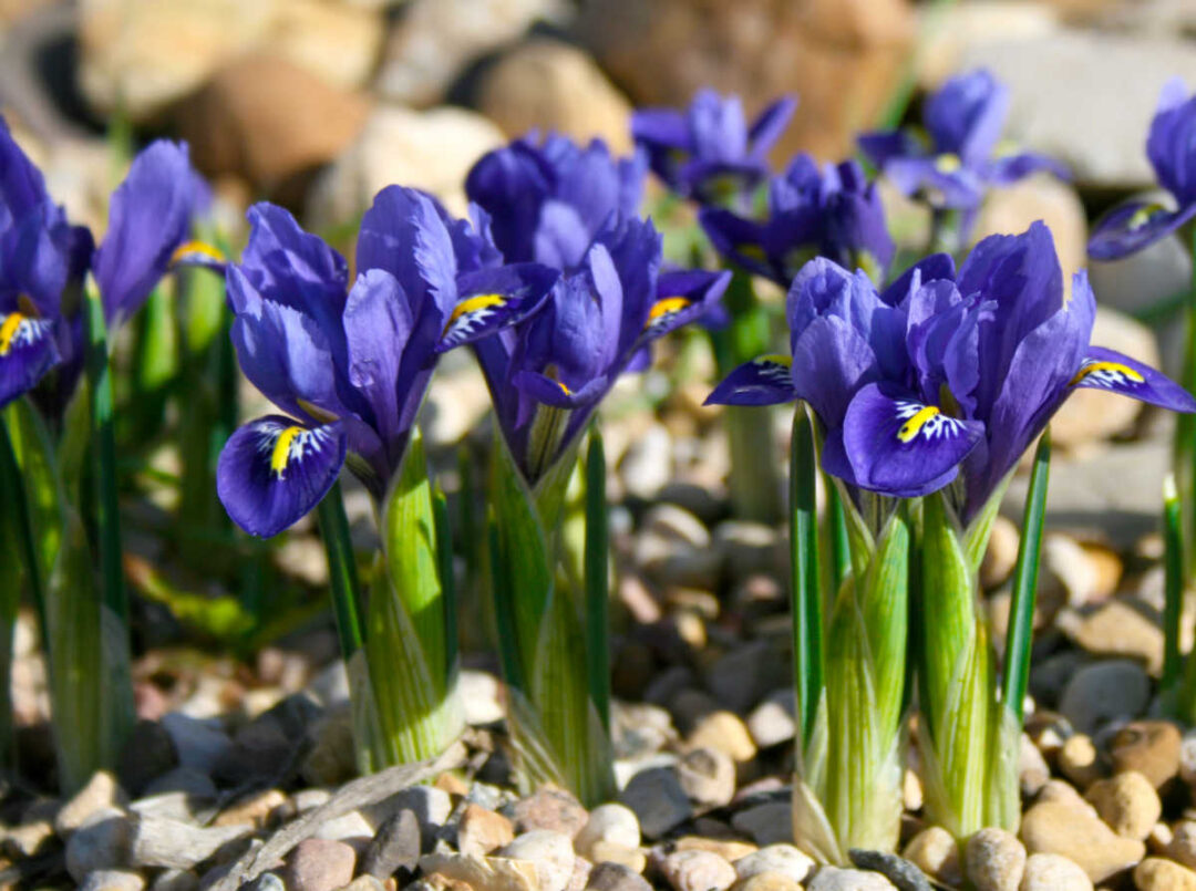 When do Irises Bloom - Blooming Season - Reblooming Information