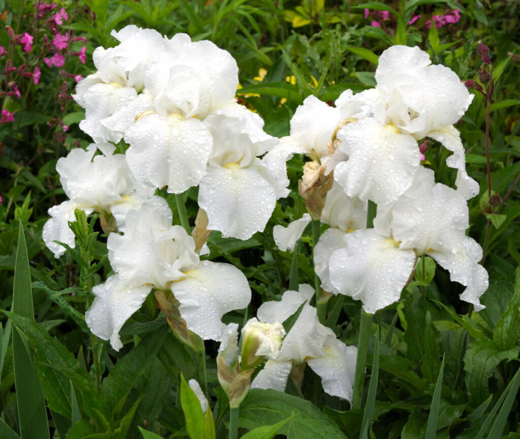 When do Irises Bloom - Blooming Season - Reblooming Information