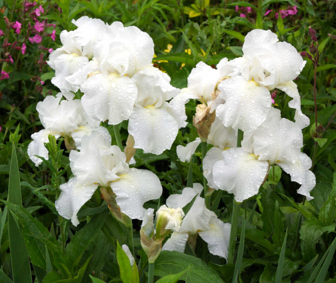 When do Irises Bloom - Blooming Season - Reblooming Information