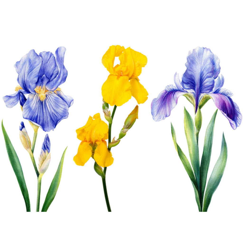 When do Irises Bloom - Blooming Season - Reblooming Information