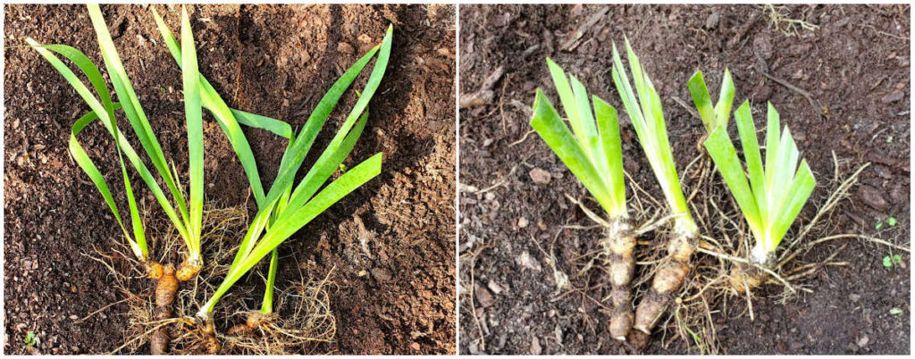 Guide to Transplanting Iris - Learn When to Divide Irises