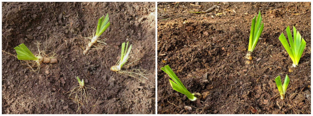 Guide to Transplanting Iris - Learn When to Divide Irises