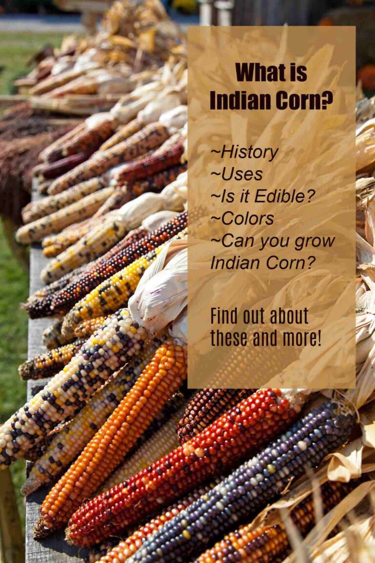 What is Indian Corn? Facts About Native Indigenous Corn