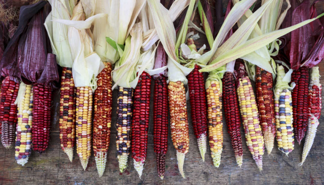 What is Indian Corn? Facts About Native Indigenous Corn