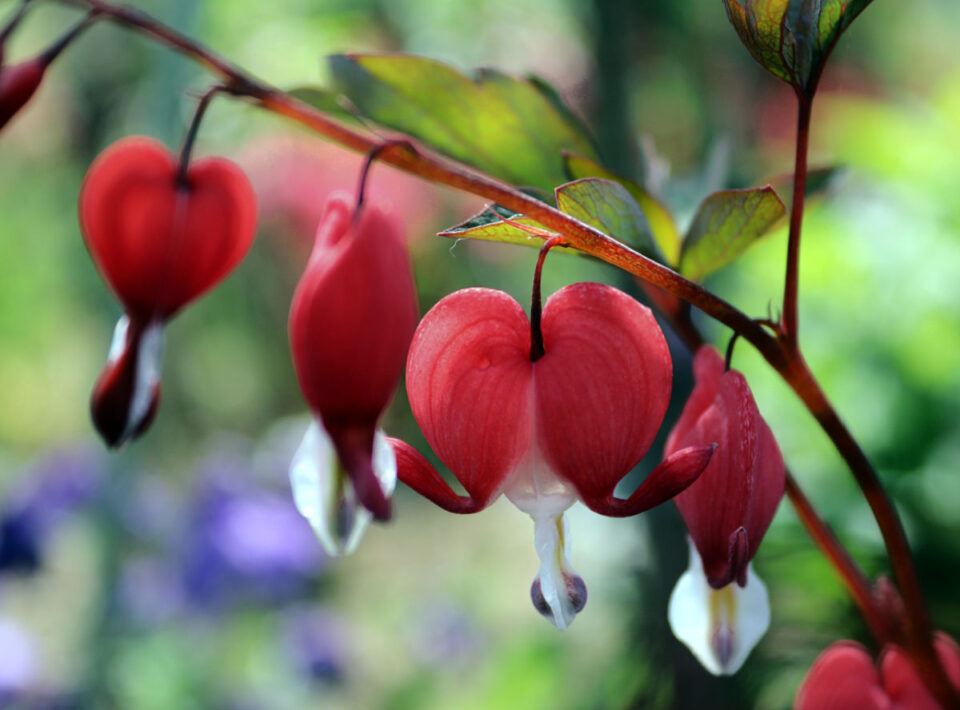 Halloween Plants - 21 Scary Plants to Set A Spooky Mood