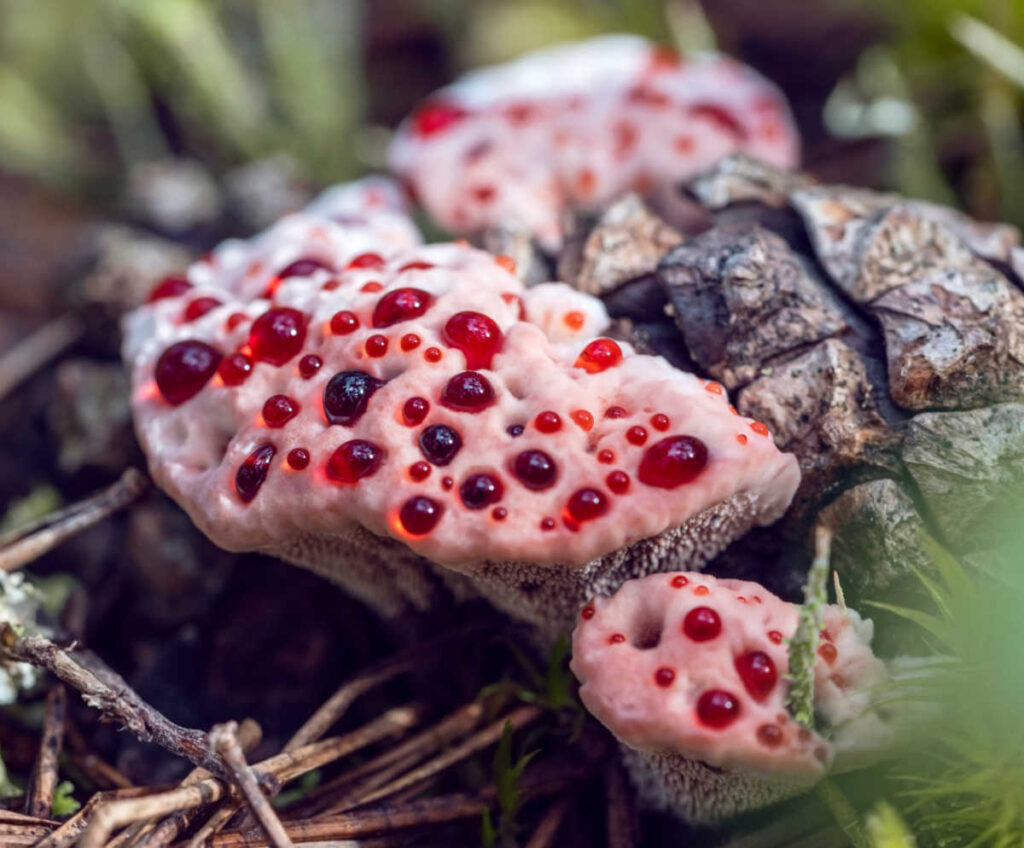 Halloween Plants - 21 Scary Plants to Set A Spooky Mood