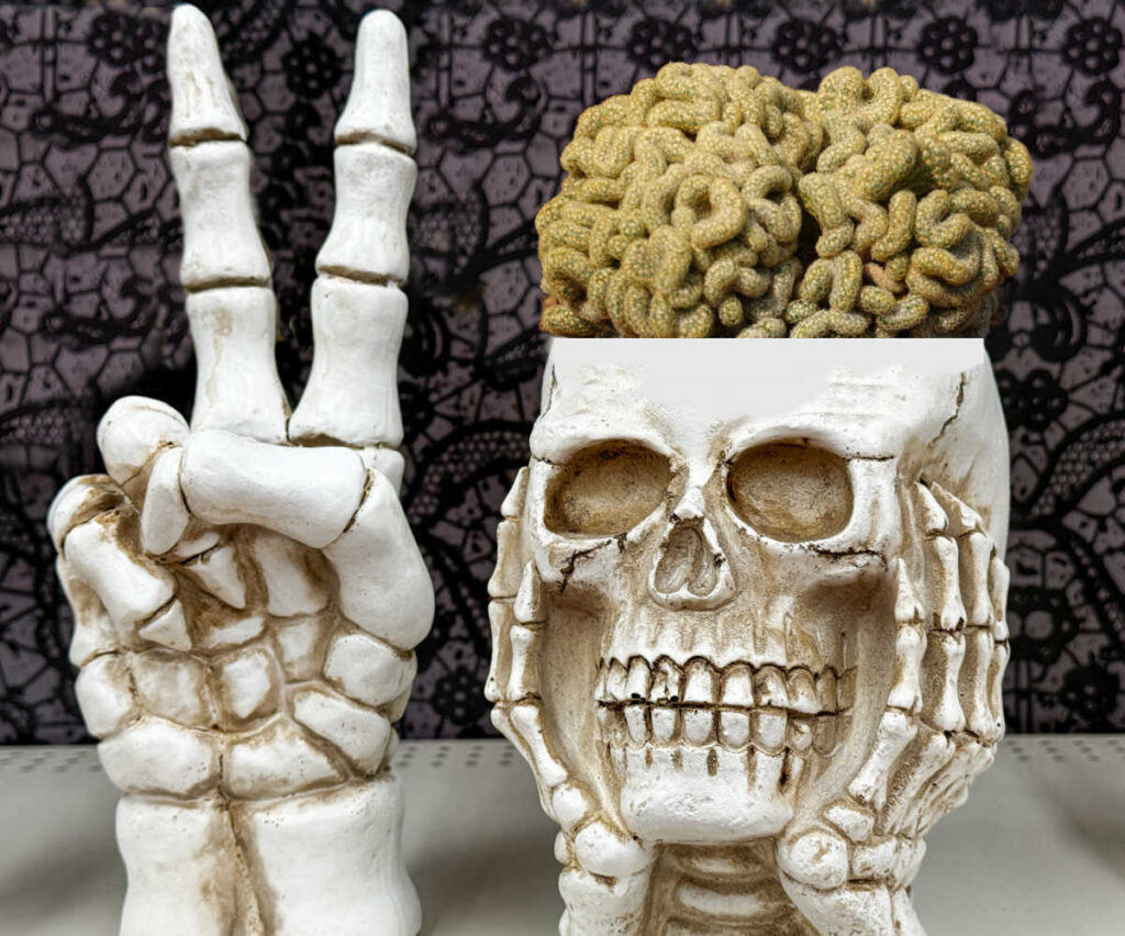 Halloween Plants - 21 Scary Plants to Set A Spooky Mood