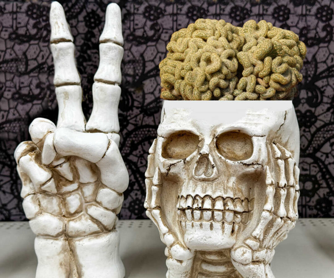 Halloween Plants - 21 Scary Plants to Set A Spooky Mood