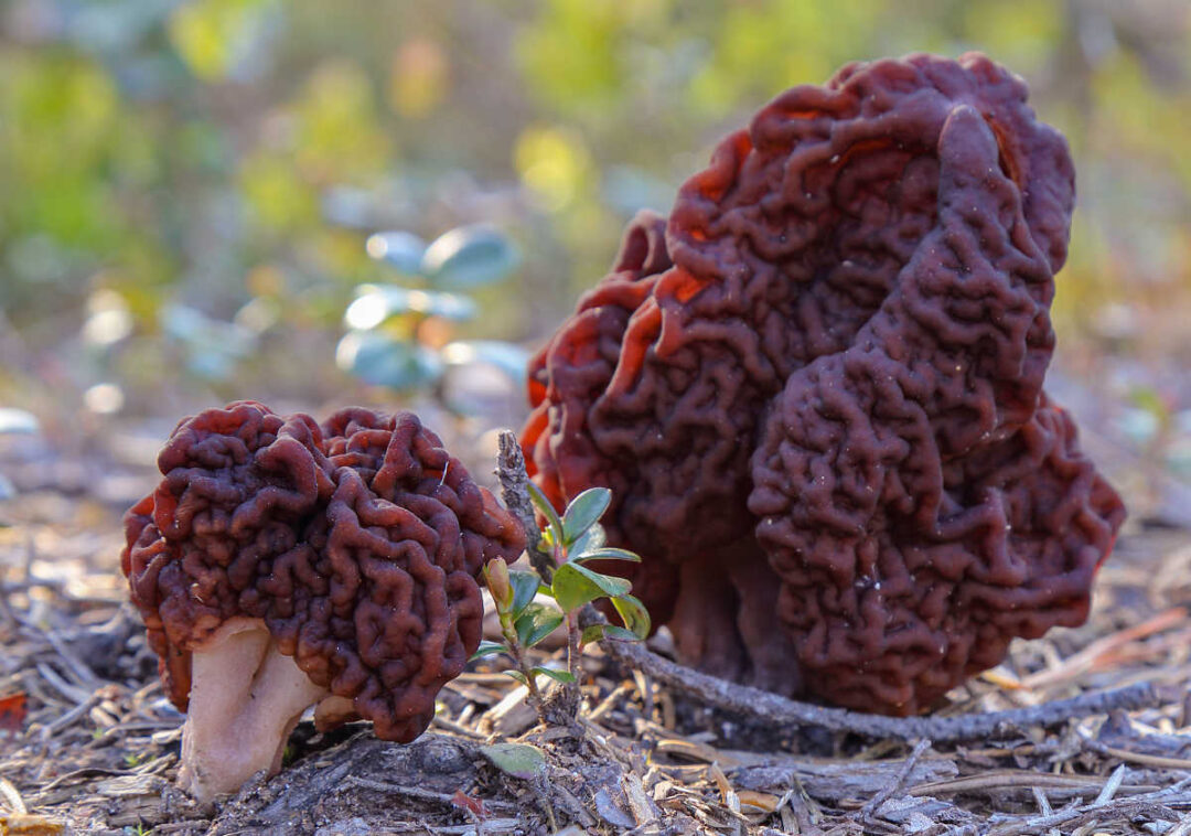 Halloween Plants - 21 Scary Plants to Set A Spooky Mood