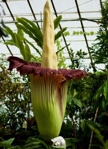 Halloween Plants - 21 Scary Plants to Set A Spooky Mood