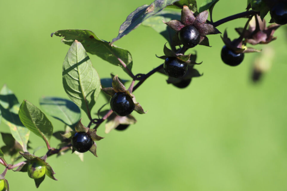 Halloween Plants - 21 Scary Plants to Set A Spooky Mood