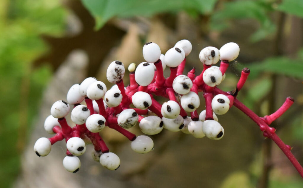 Halloween Plants - 21 Scary Plants to Set A Spooky Mood