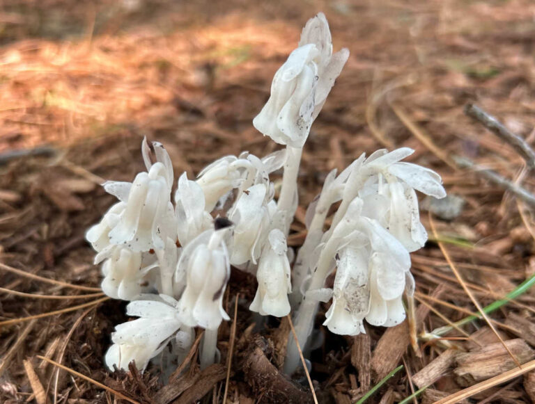 Halloween Plants - 21 Scary Plants to Set A Spooky Mood