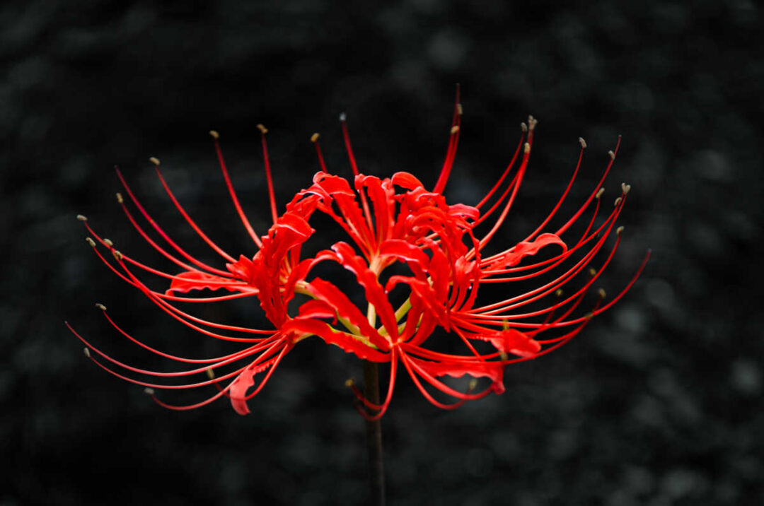 Halloween Plants - 21 Scary Plants to Set A Spooky Mood