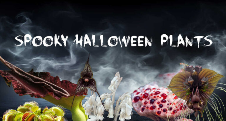 Halloween Plants - 21 Scary Plants to Set A Spooky Mood