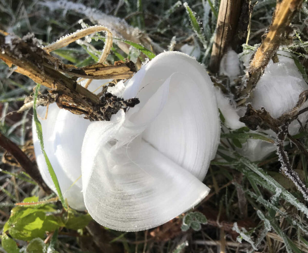 What is a Frost Flower? - Images and Facts about Crystallofolia