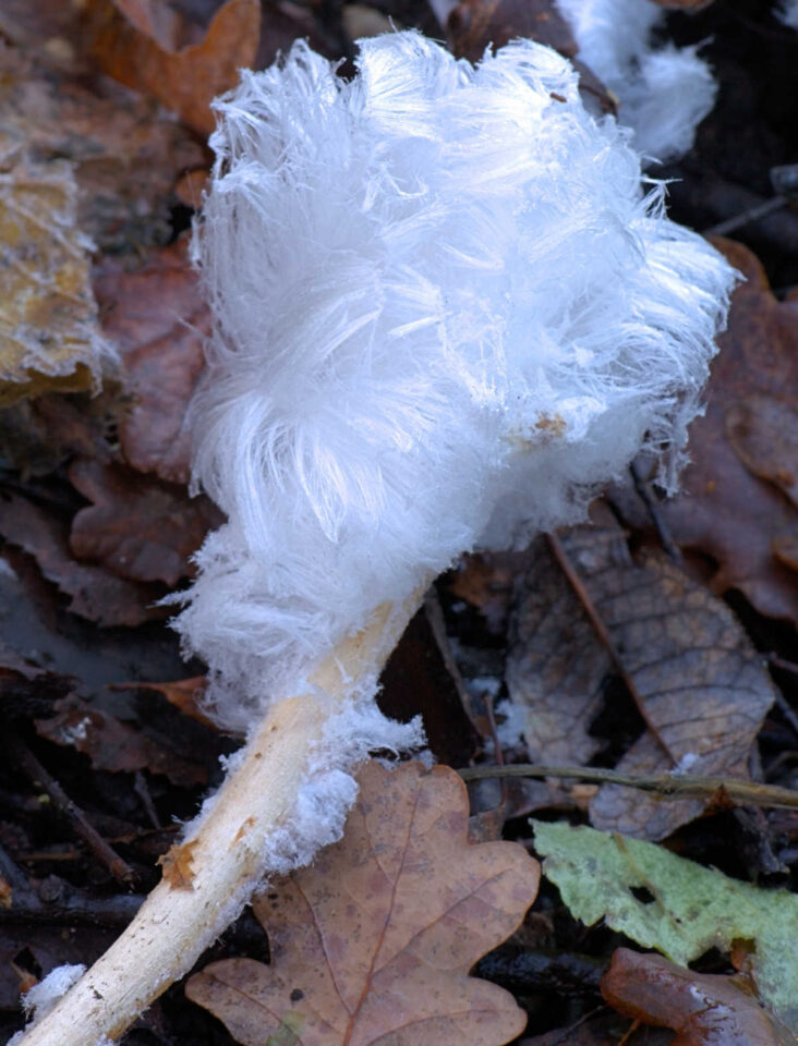 What is a Frost Flower? - Images and Facts about Crystallofolia