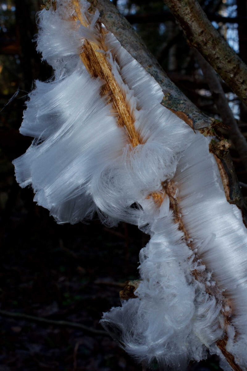 What is a Frost Flower? - Images and Facts about Crystallofolia