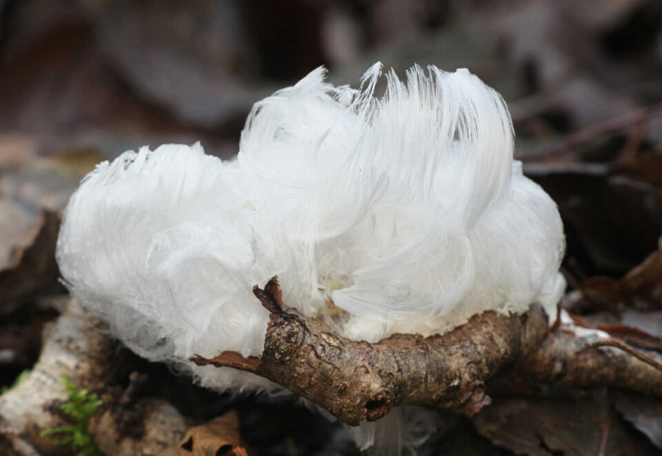 What is a Frost Flower? - Images and Facts about Crystallofolia