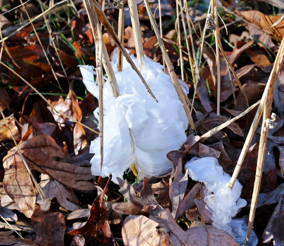 What is a Frost Flower? - Images and Facts about Crystallofolia