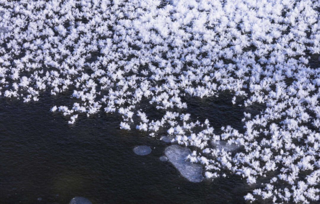 What is a Frost Flower? - Images and Facts about Crystallofolia