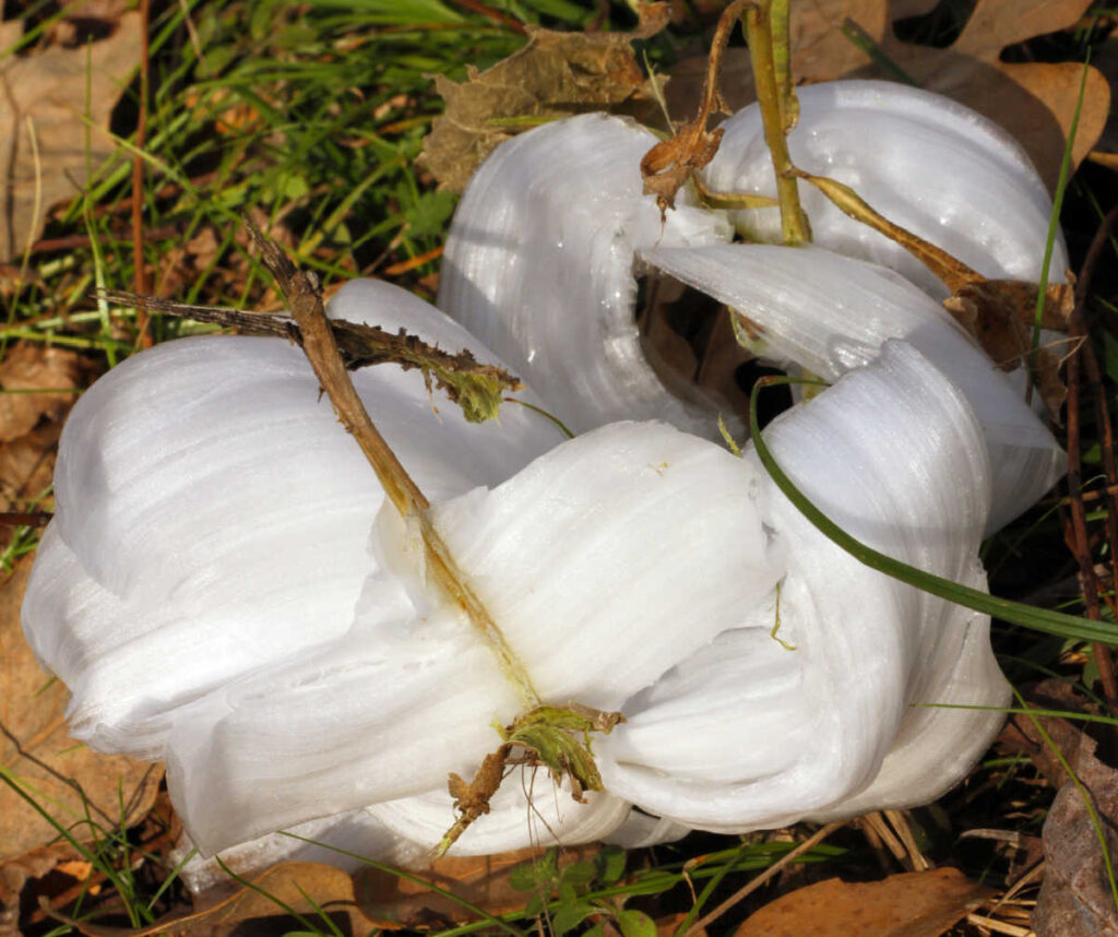 What is a Frost Flower? - Images and Facts about Crystallofolia