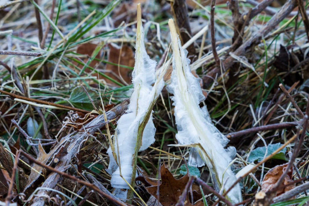 What is a Frost Flower? - Images and Facts about Crystallofolia